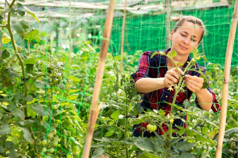 Best Ways to Support Tomatoes - Mom Foodie