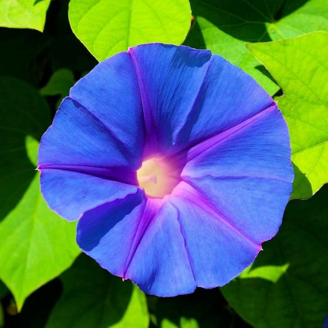 5 Easy Perennial Vines for Your Garden - Mom Foodie