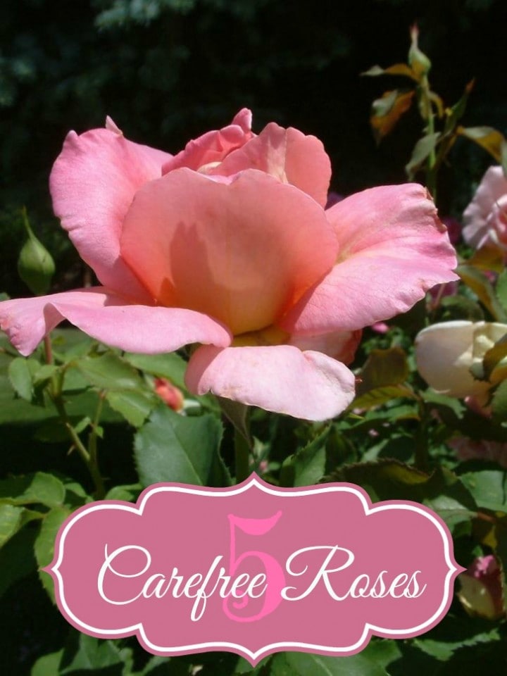 5 Carefree Roses for the Busy Gardener - Mom Foodie