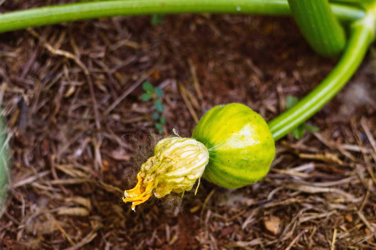 Tips for Growing Your Own Pumpkins - Mom Foodie